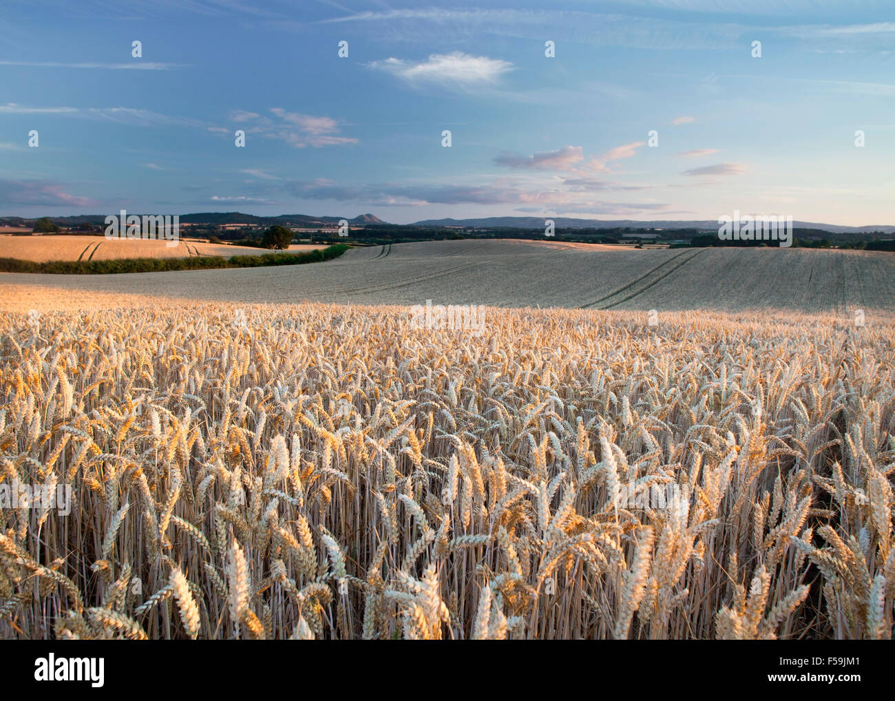 British harvest hi-res stock photography and images - Alamy