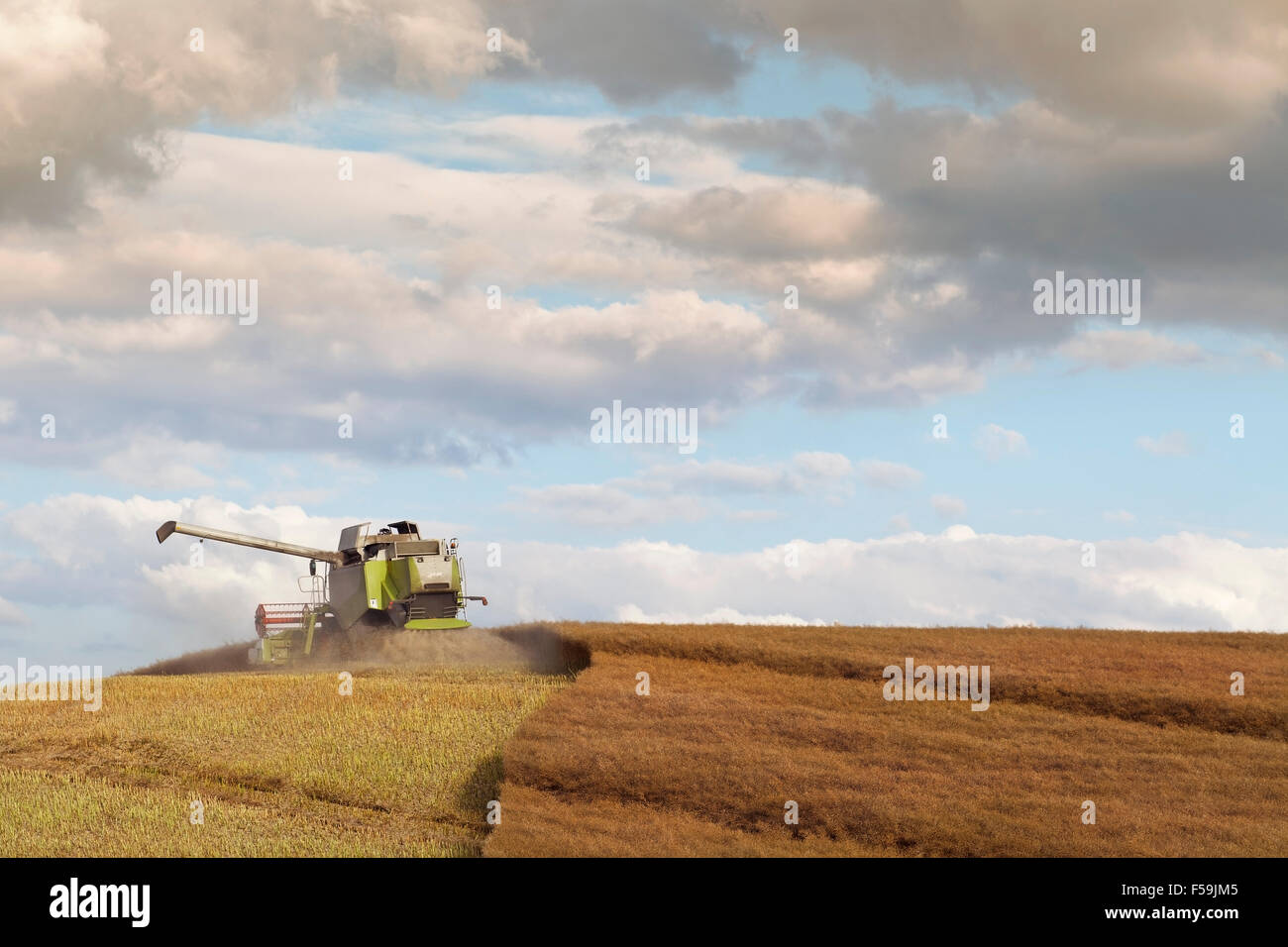 Combine harvester harvesting rapeseed hi-res stock photography and ...