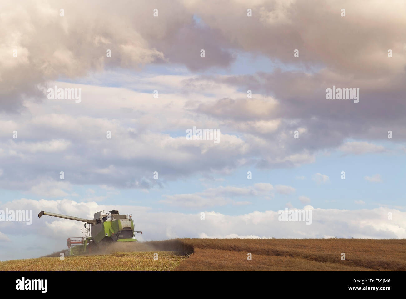 Rapeseed harvest harvesting machine hi-res stock photography and images ...