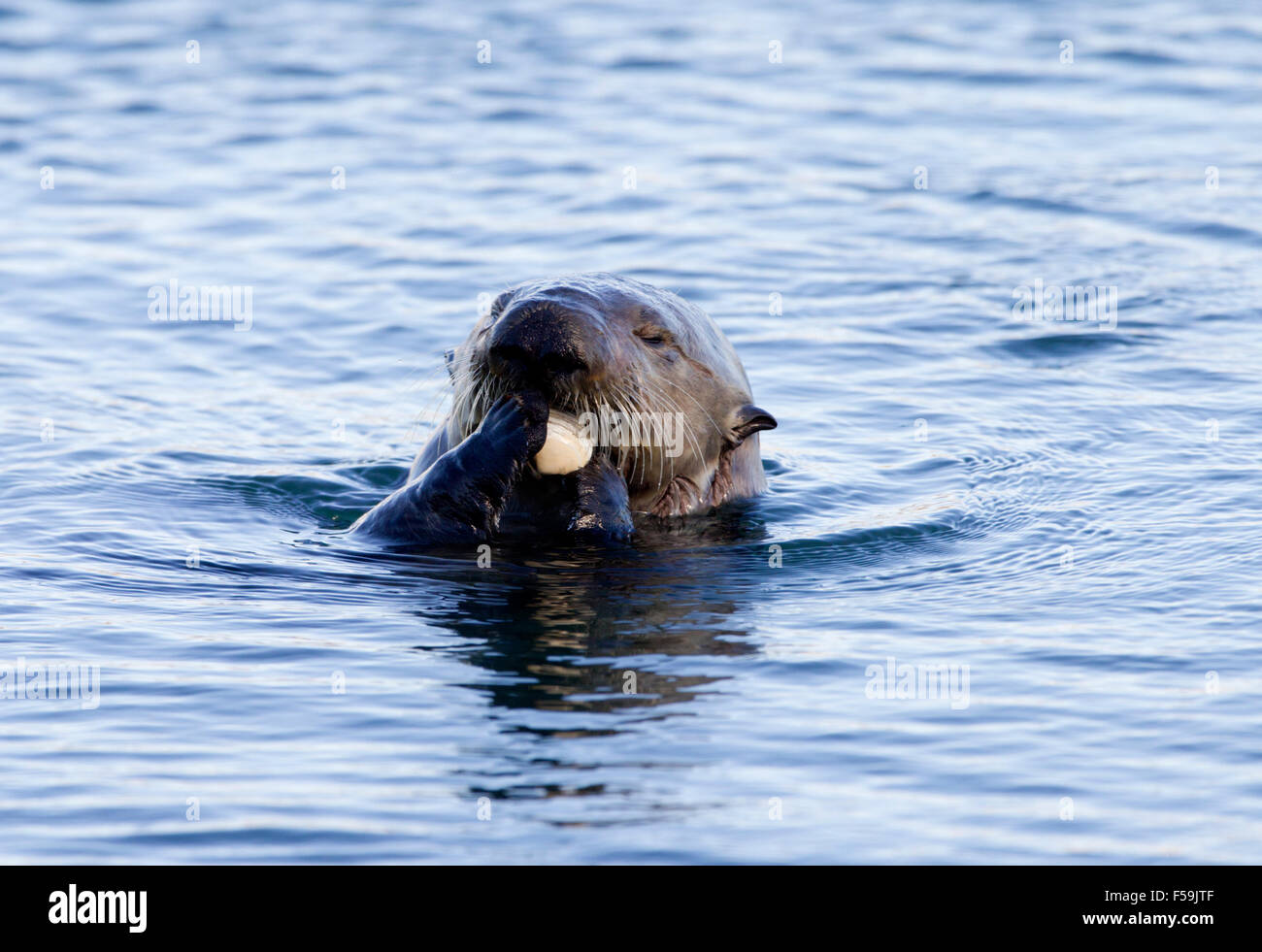 Sea Otter Clam High Resolution Stock Photography and Images - Alamy