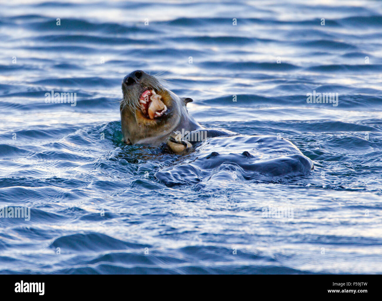 Sea otter clam hi-res stock photography and images - Alamy