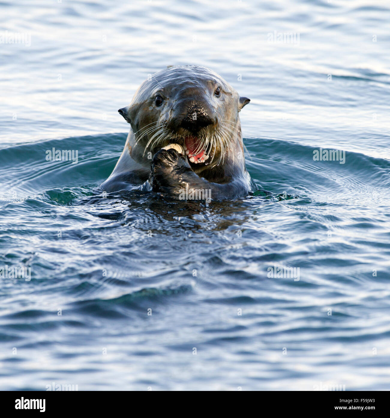 Sea Otters Eating Clams