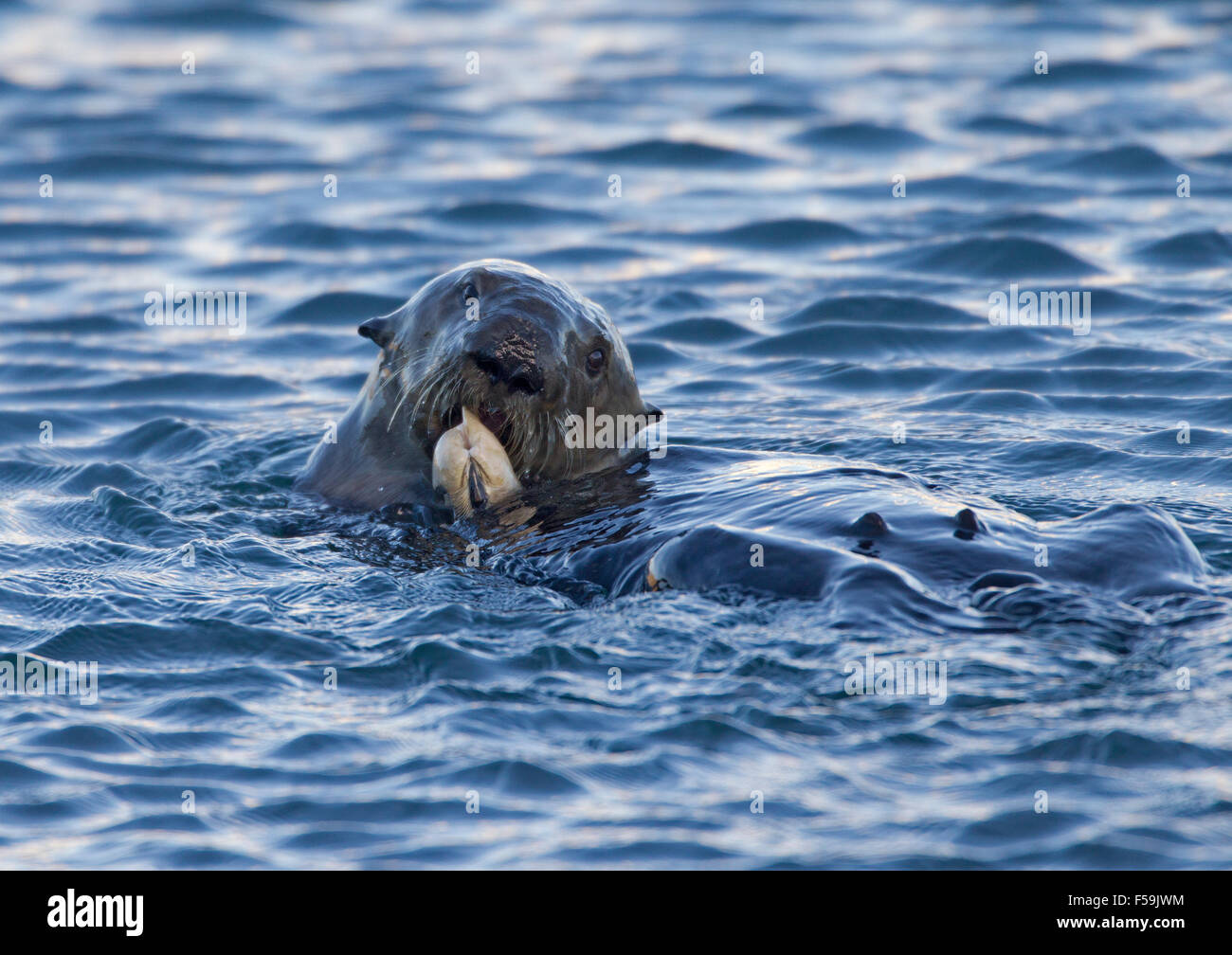 Sea Otter Eating Clam Stock Photo - Alamy