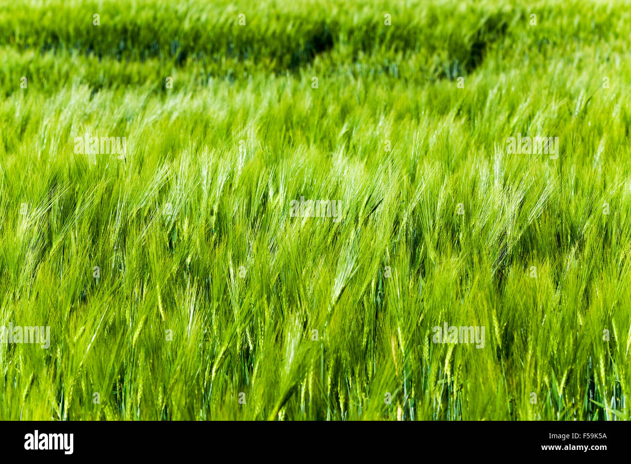 Lush green barley crop hi-res stock photography and images - Alamy