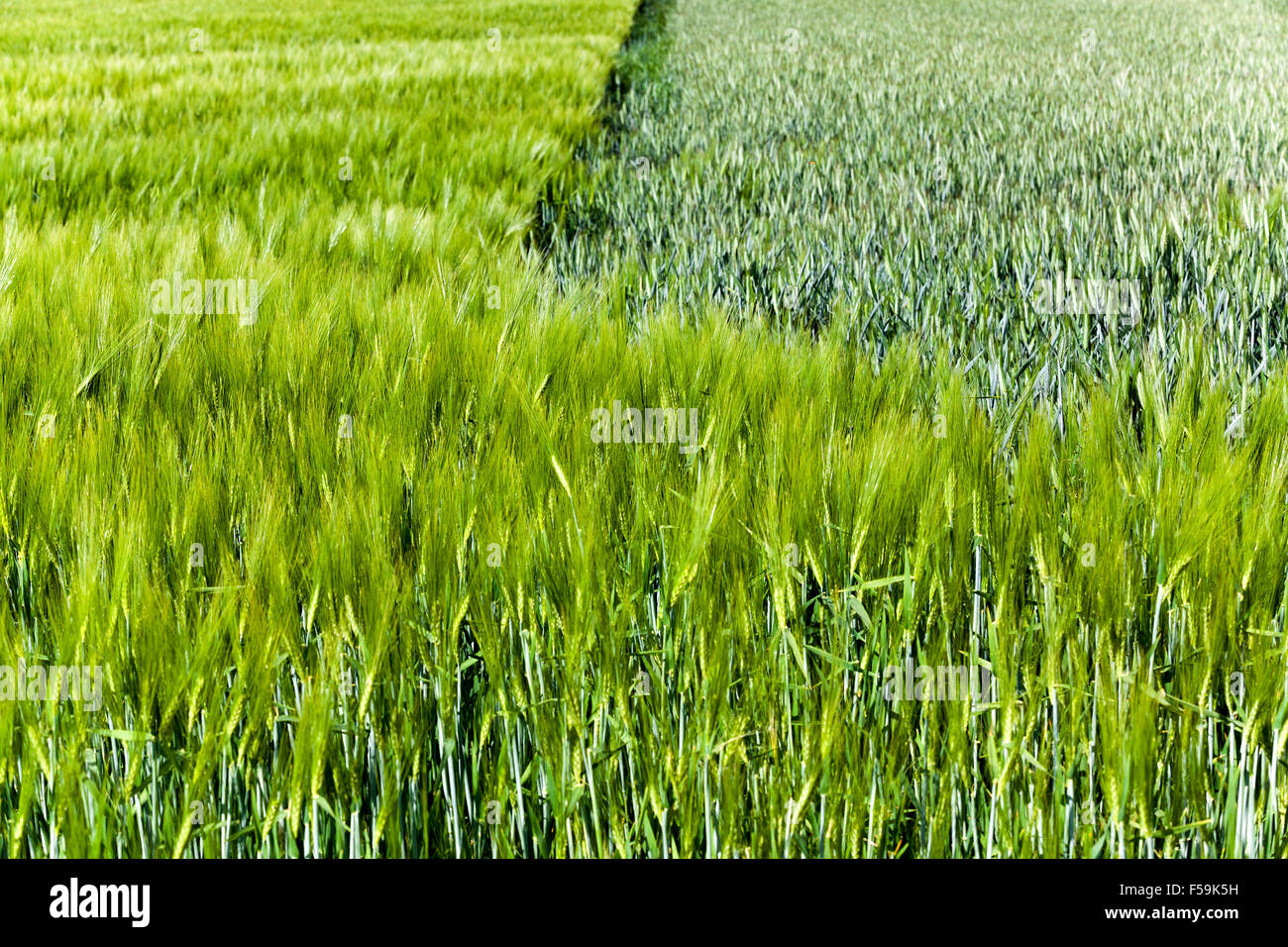 Lush green barley crop hi-res stock photography and images - Alamy