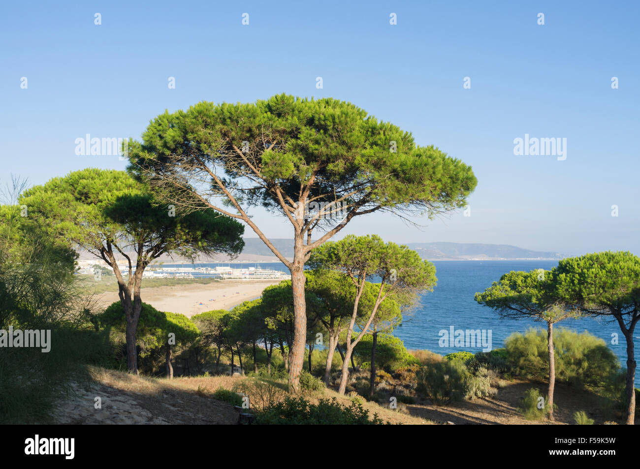 Stone pine forest (Pinus pinea). La Breña y Marismas del Barbate ...