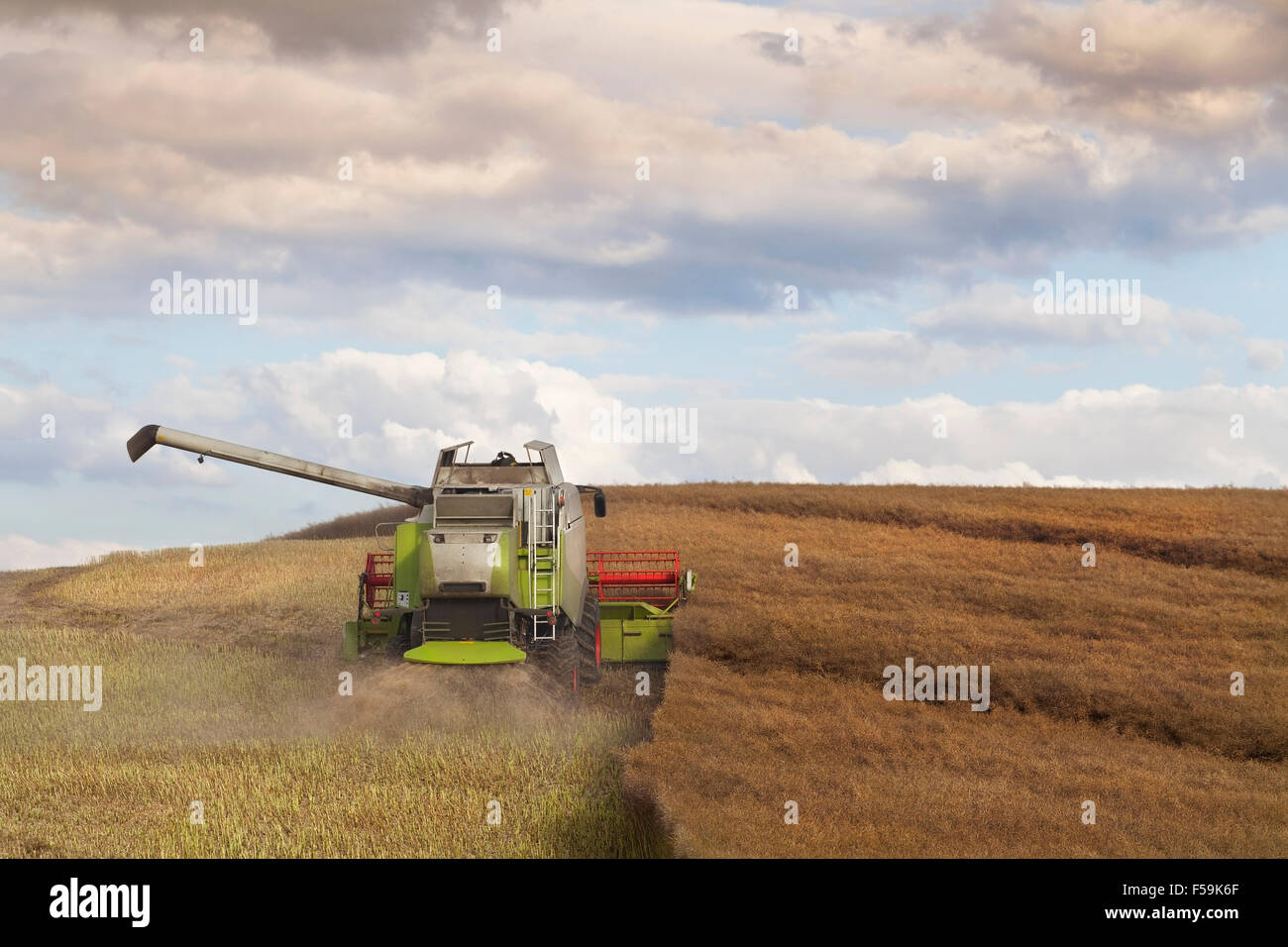 Combine harvester harvesting rapeseed hi-res stock photography and ...