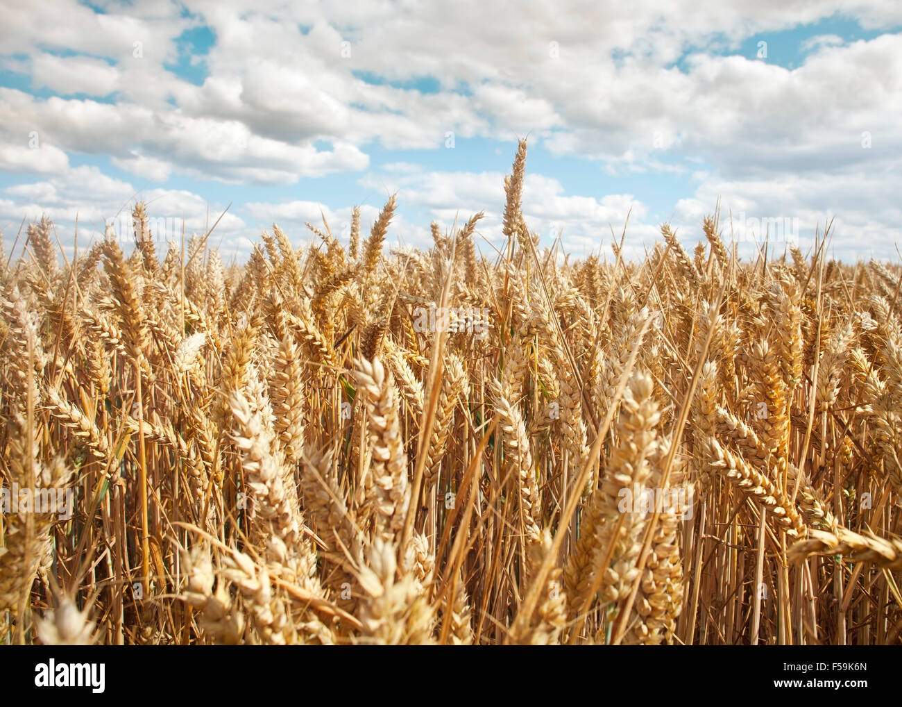 Gold wheat field hi-res stock photography and images - Alamy