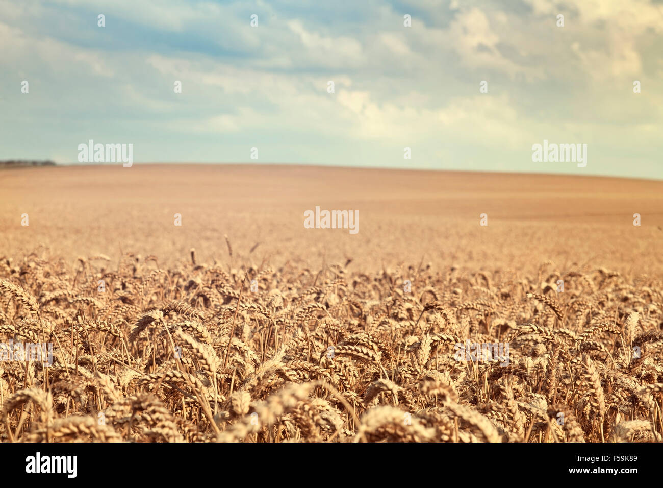 Endless Wheat Field Stock Photo - Alamy