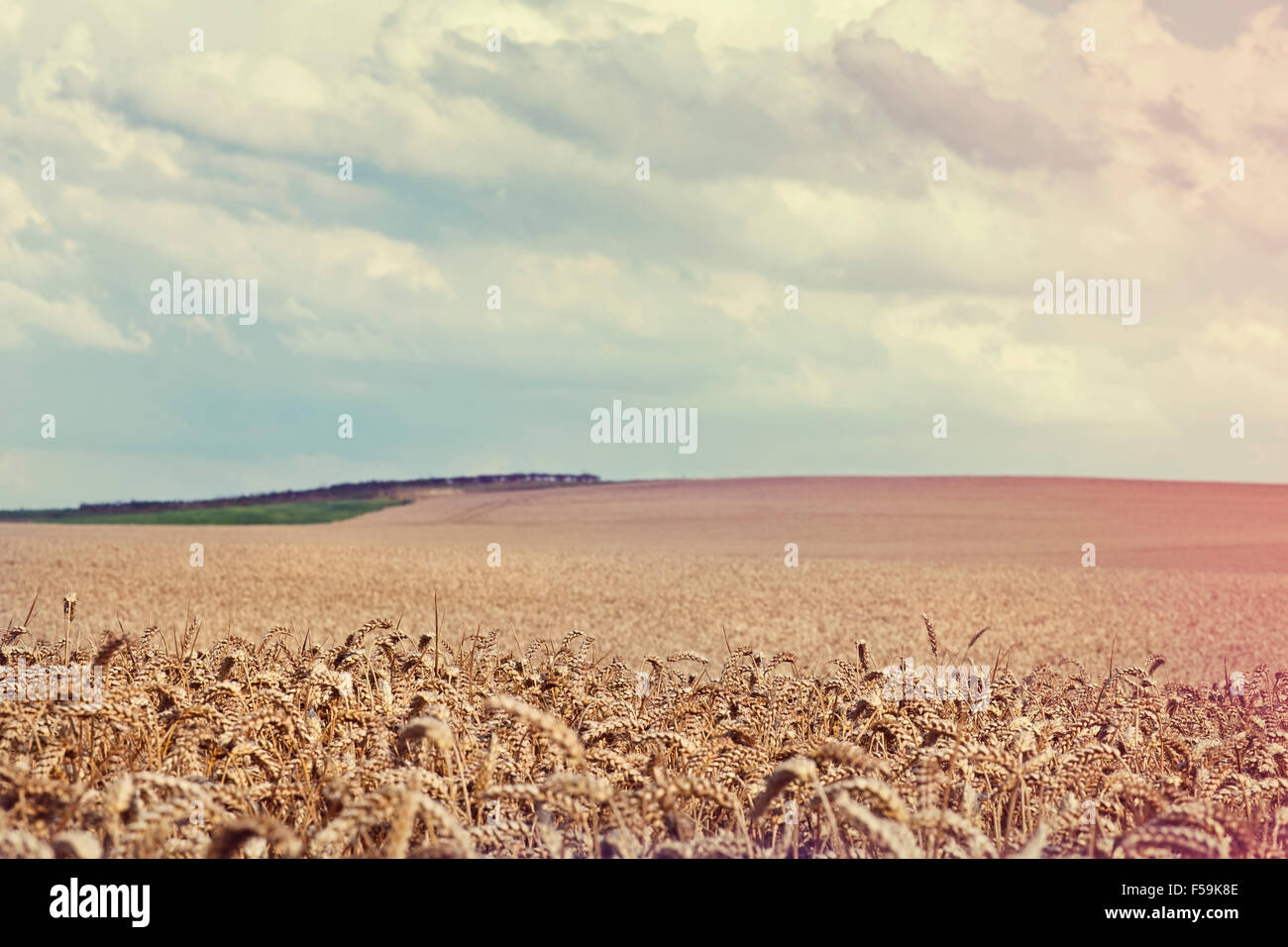 Ripe Field of Wheat with Beautiful Clouds Stock Photo - Alamy