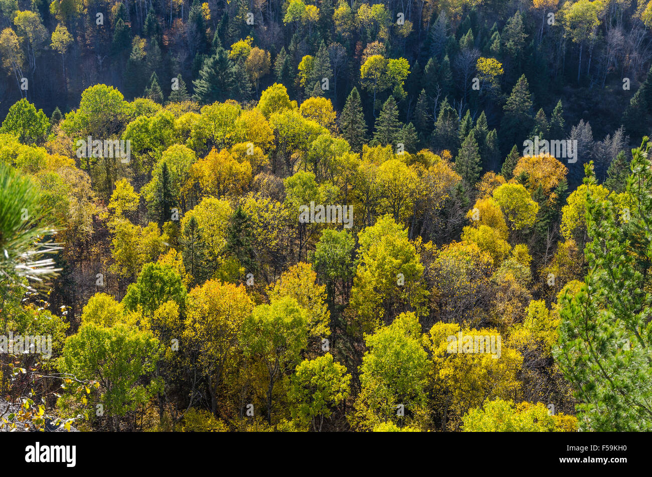 Fall colorful trees in Algonquin park . Ontario, Canada Stock Photo - Alamy