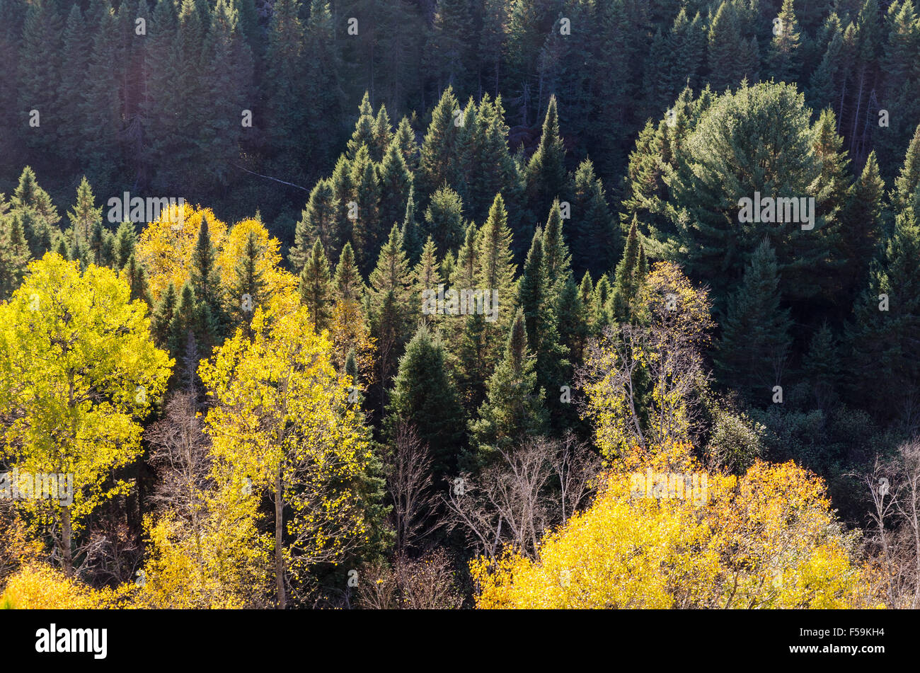 Fall colorful trees in Algonquin park . Ontario, Canada Stock Photo - Alamy