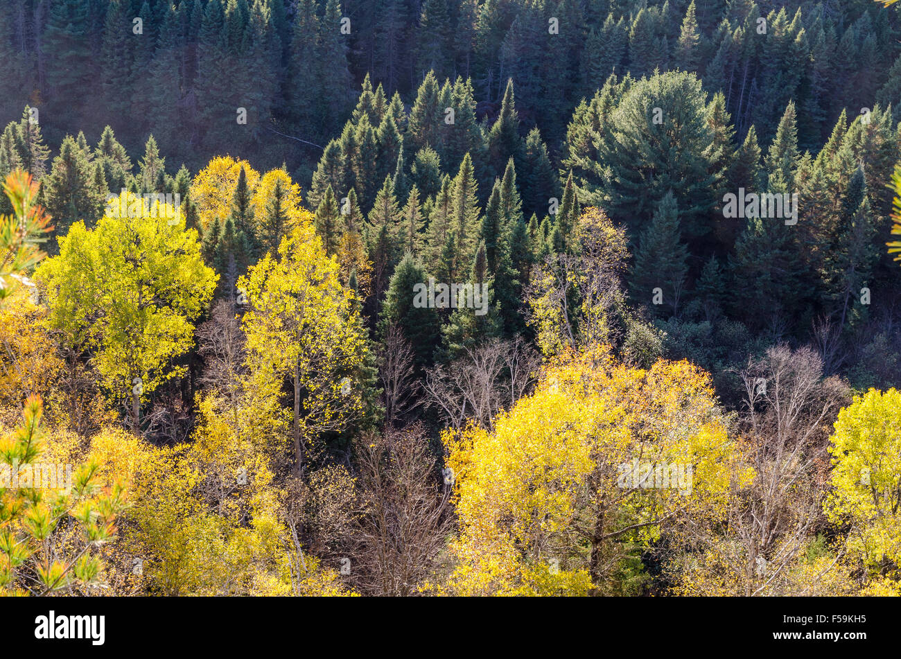 Fall colorful trees in Algonquin park . Ontario, Canada Stock Photo - Alamy