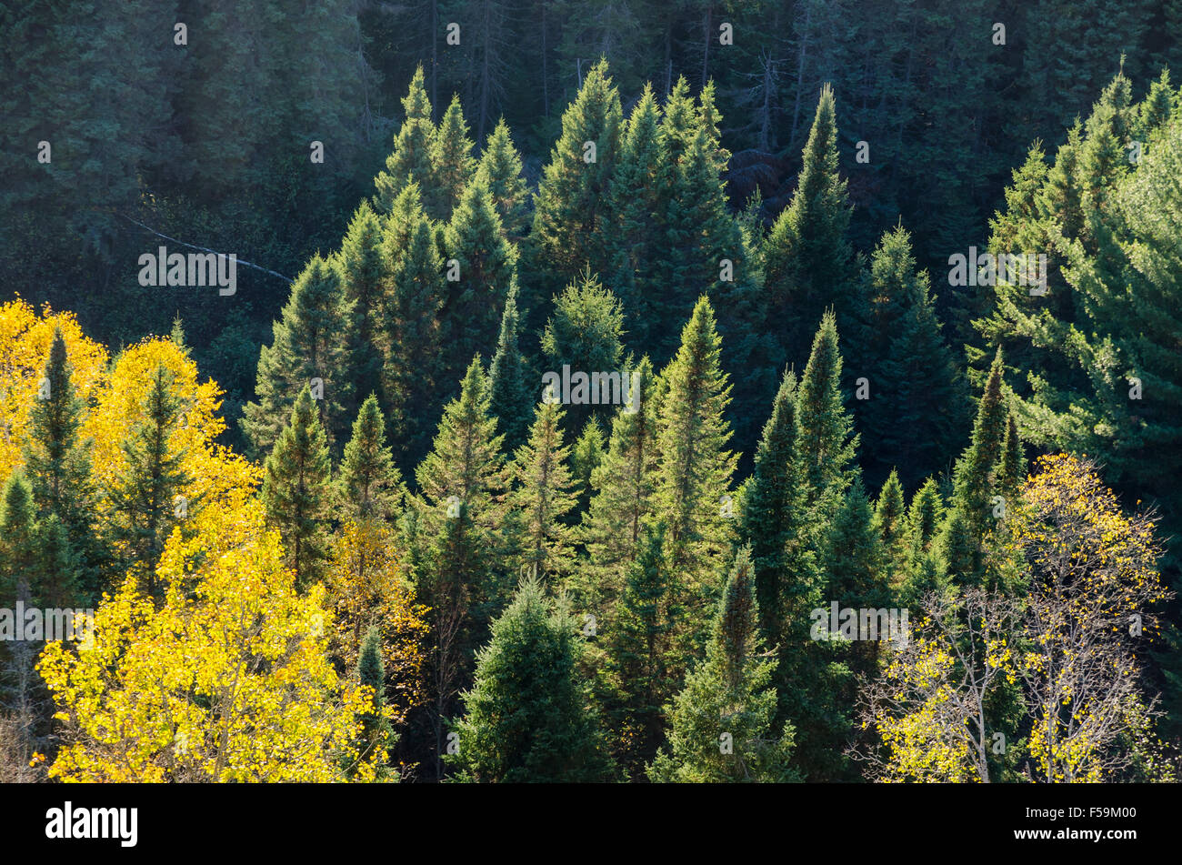Fall colorful trees in Algonquin park . Ontario, Canada Stock Photo - Alamy