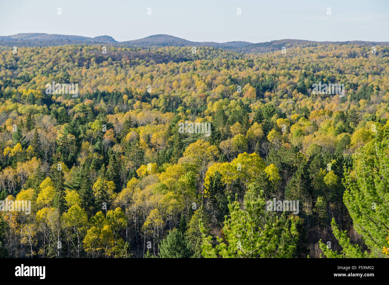 Fall colorful trees in Algonquin park . Ontario, Canada Stock Photo - Alamy