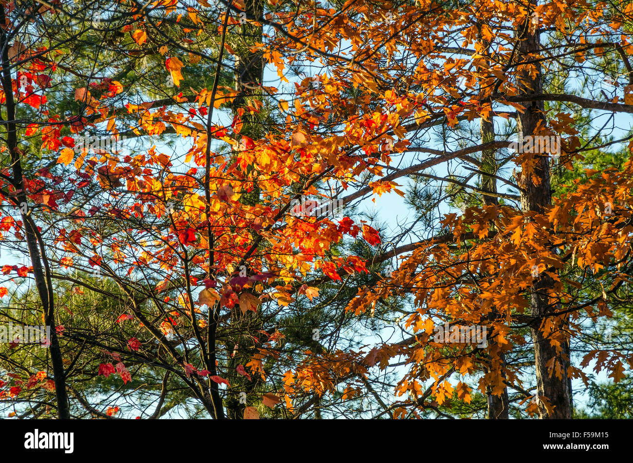 October fall color hi-res stock photography and images - Alamy