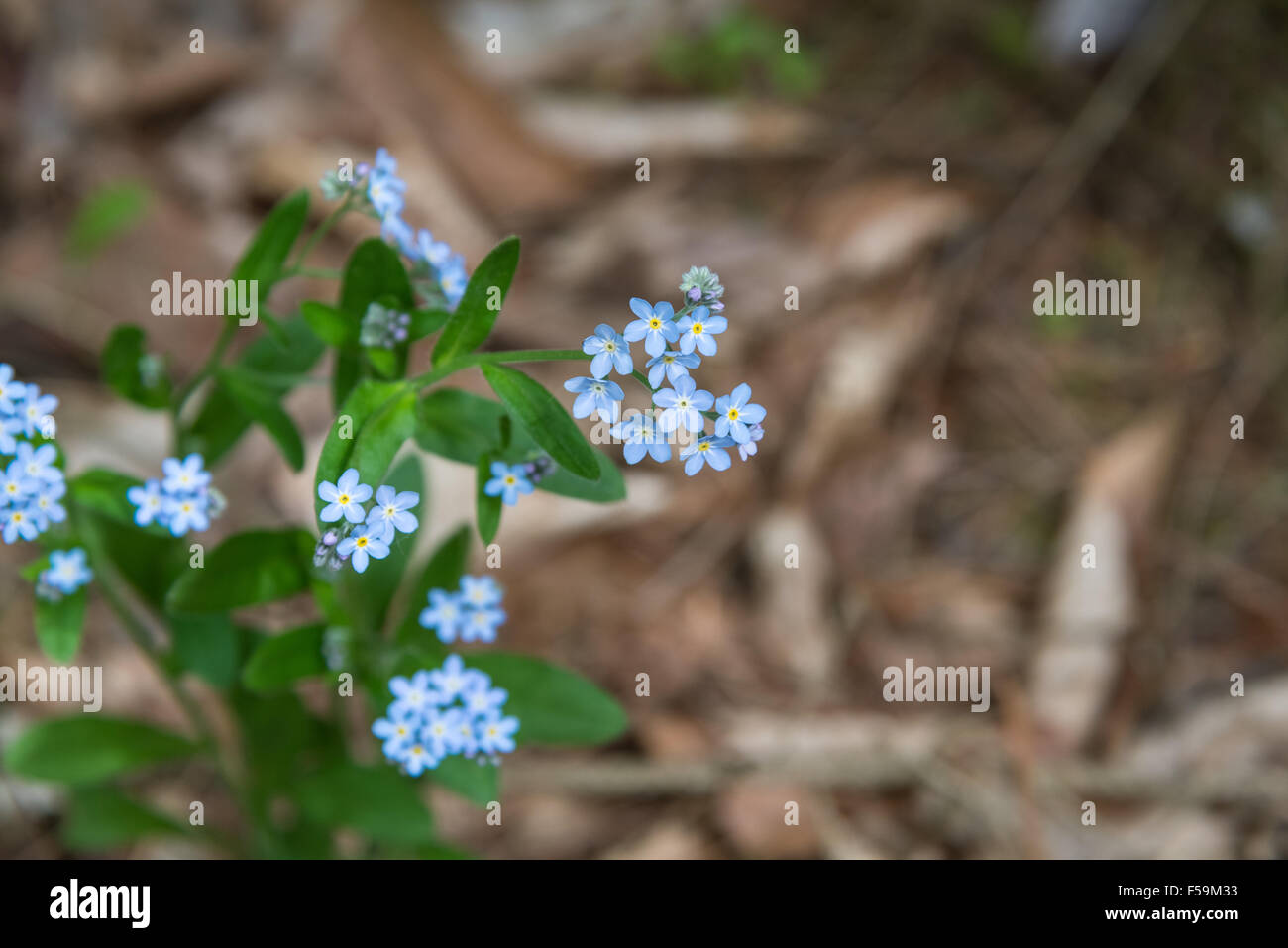 Forget me not, small flowers on the dark background Stock Photo - Alamy