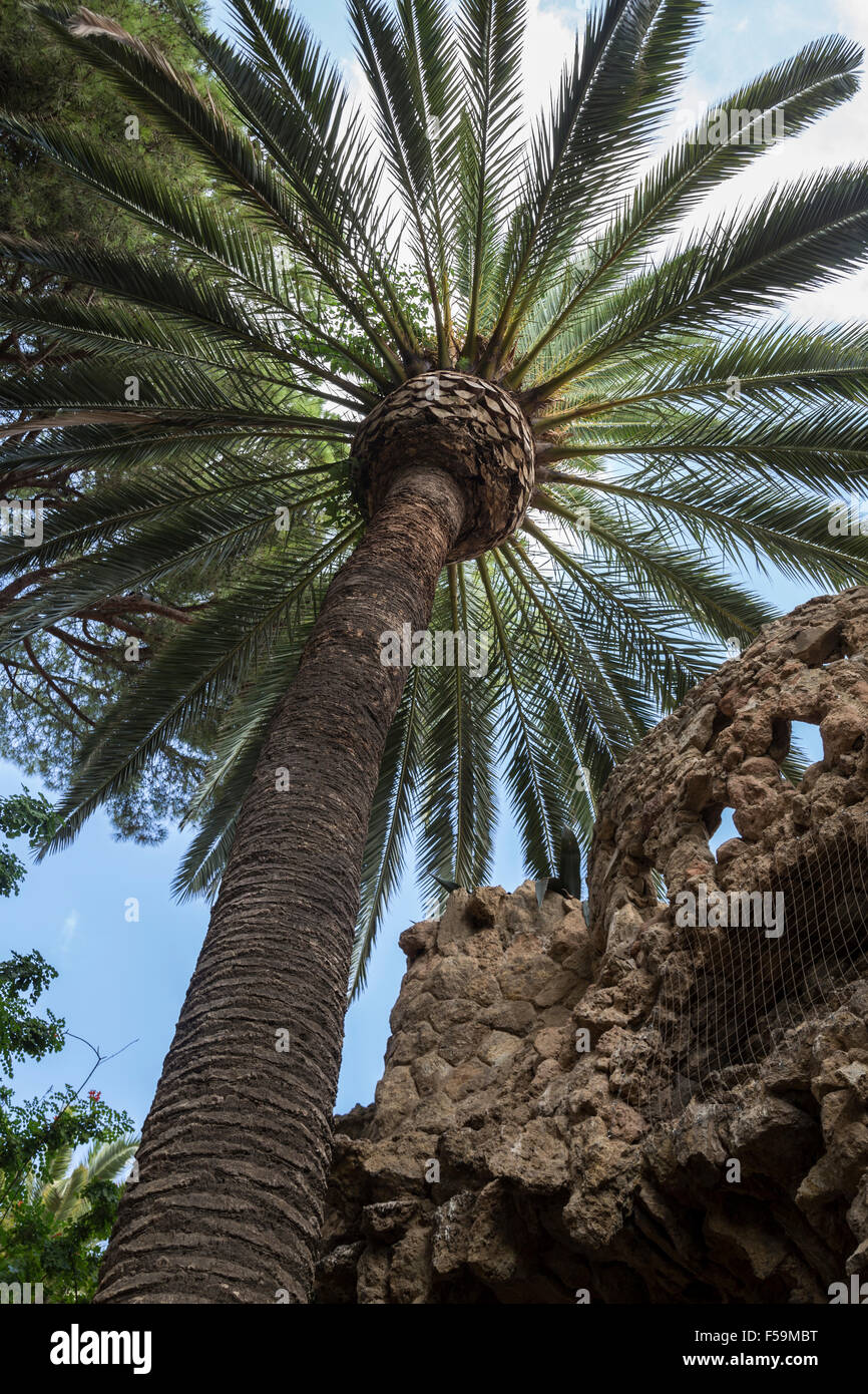 Palm tree with stone viaduct Stock Photo - Alamy
