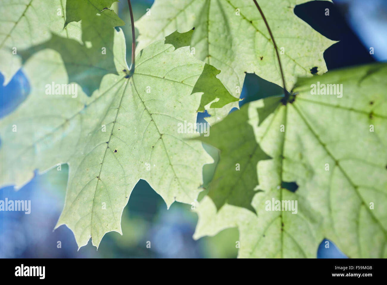 American maple tree hi-res stock photography and images - Alamy
