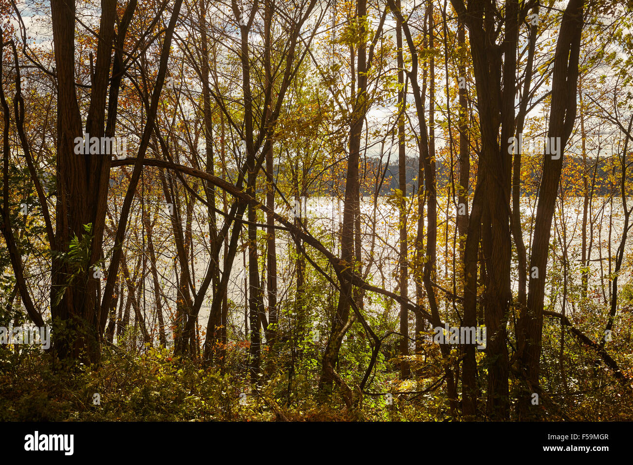 Susquehanna River with Fall Foliage near Columbia, Lancaster County, Pennsylvania, USA Stock ...