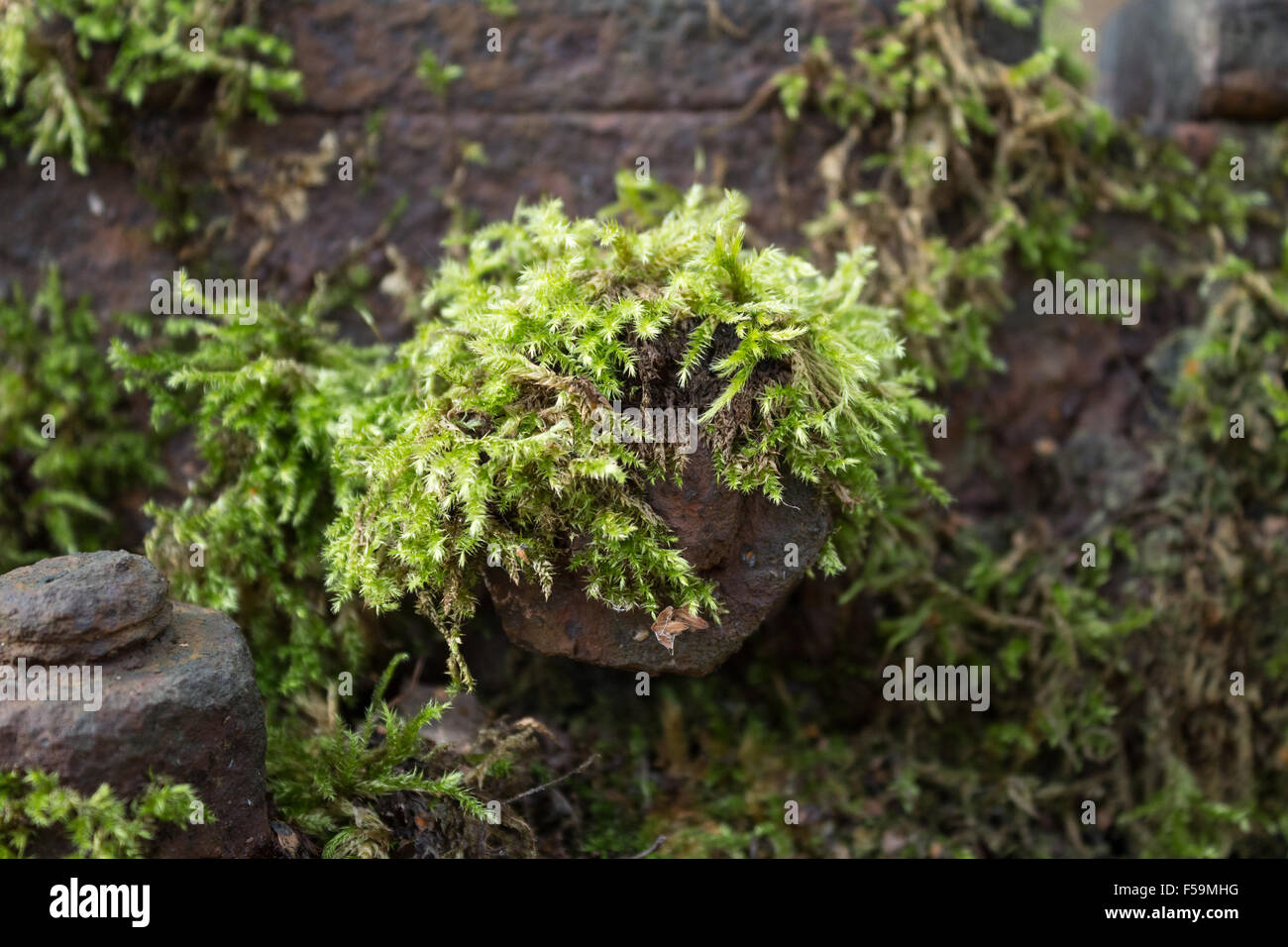 green moss on railroad track - overgrown rail tracks Stock Photo - Alamy