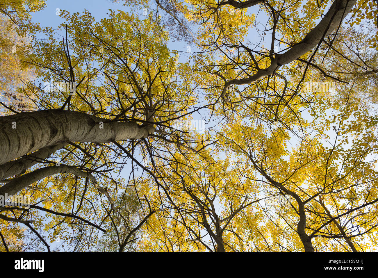 yellow leaves on trees in forest, autumn landscape Stock Photo - Alamy