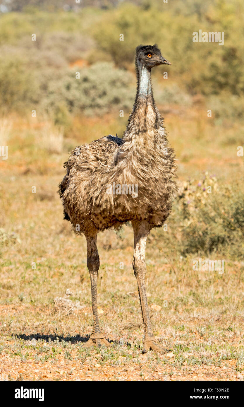 Close-up view of emu walking across red landscape of outback Australia ...