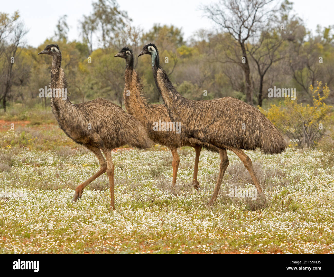 Group of three emus wandering across landscape with carpet of low white ...