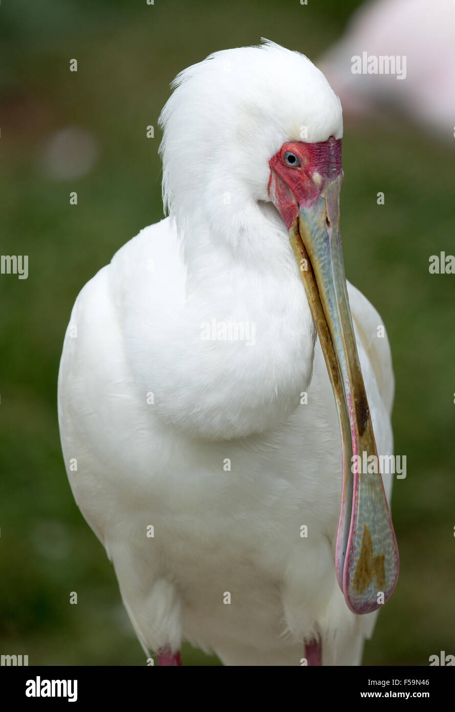 African Spoonbill (Platalea alba) adult front view Stock Photo - Alamy