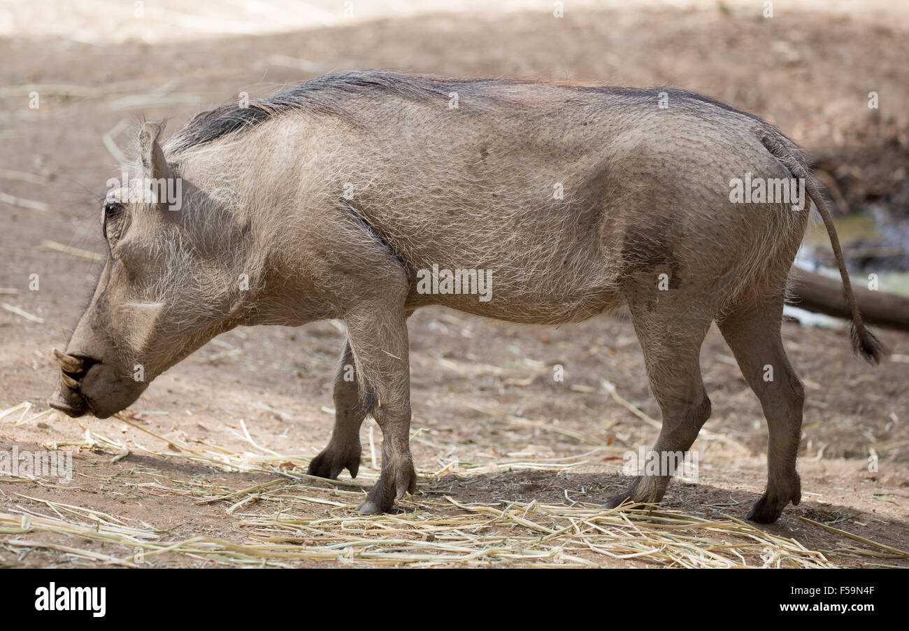 Phacochoerus africanus male hi-res stock photography and images - Alamy