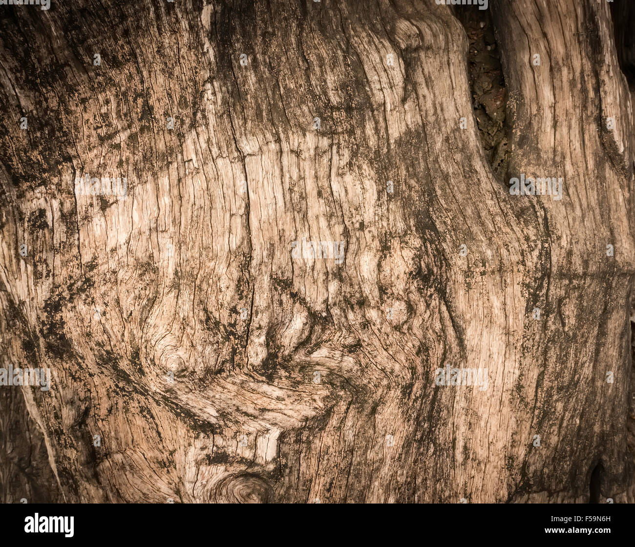 texture of tree photography Stock Photo - Alamy