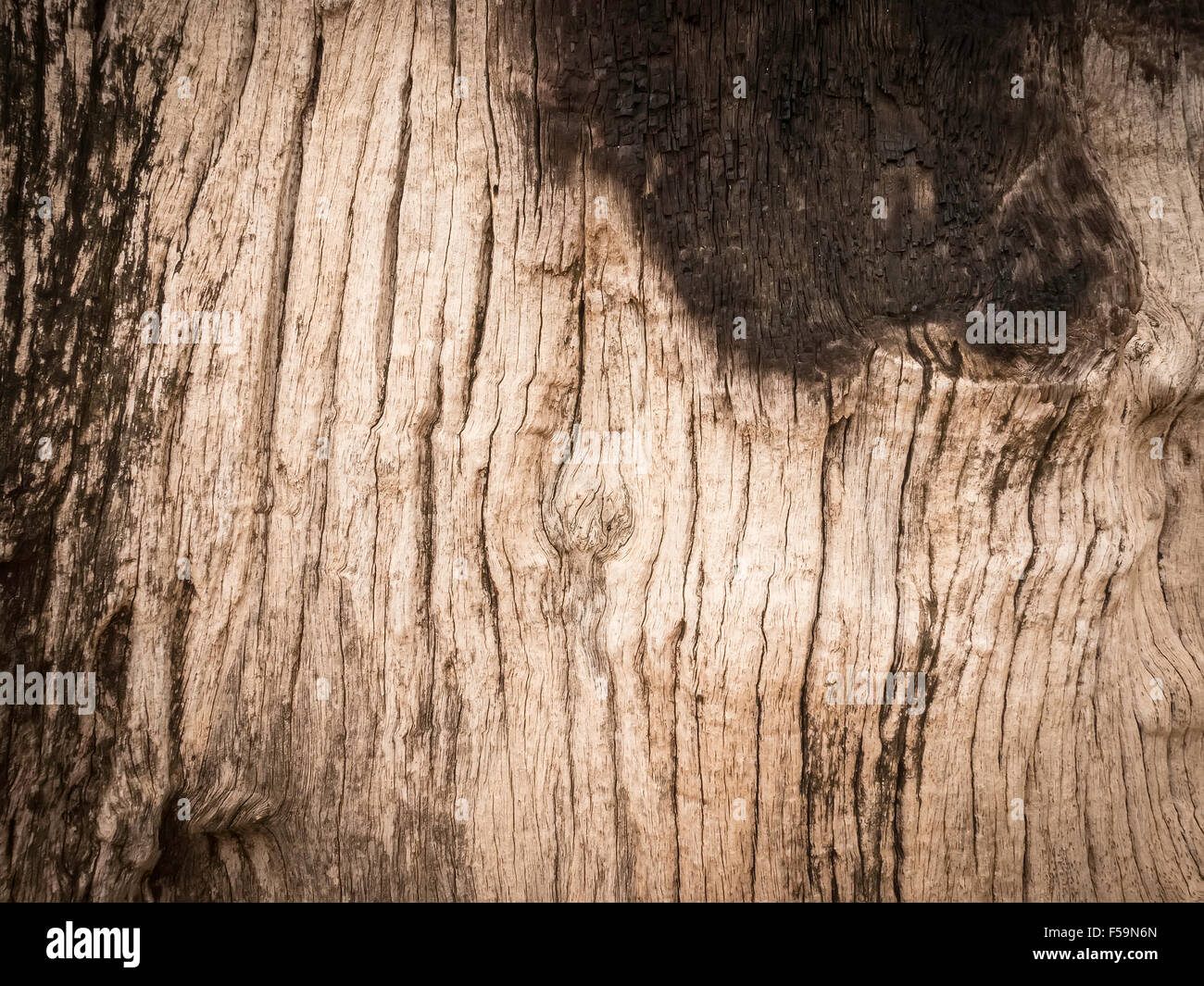 texture of tree photography Stock Photo - Alamy