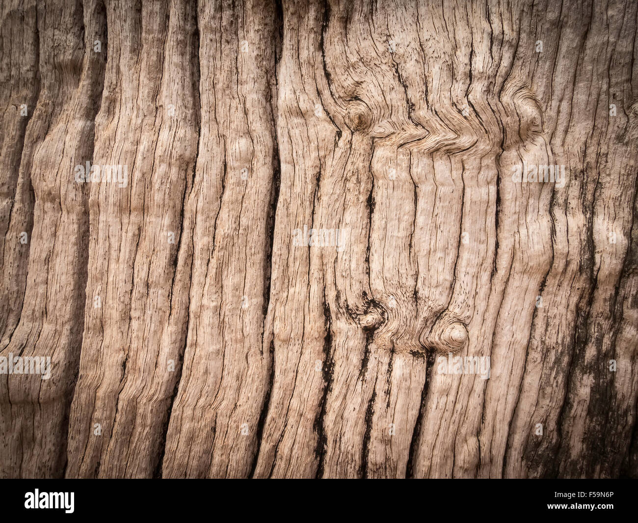 texture of tree photography Stock Photo - Alamy