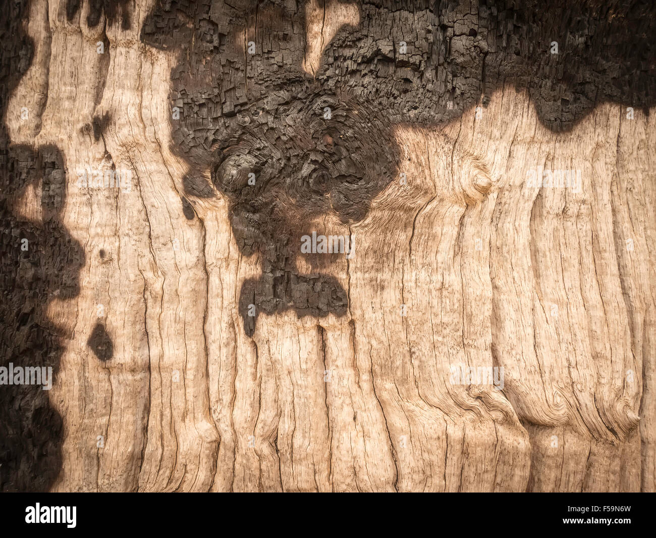 texture of tree photography Stock Photo - Alamy