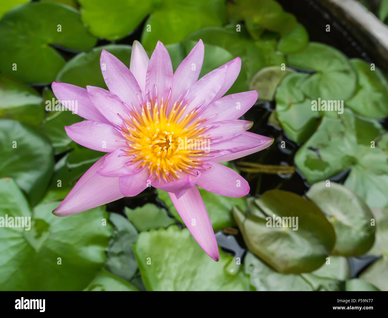 Pink lotus hi-res stock photography and images - Alamy