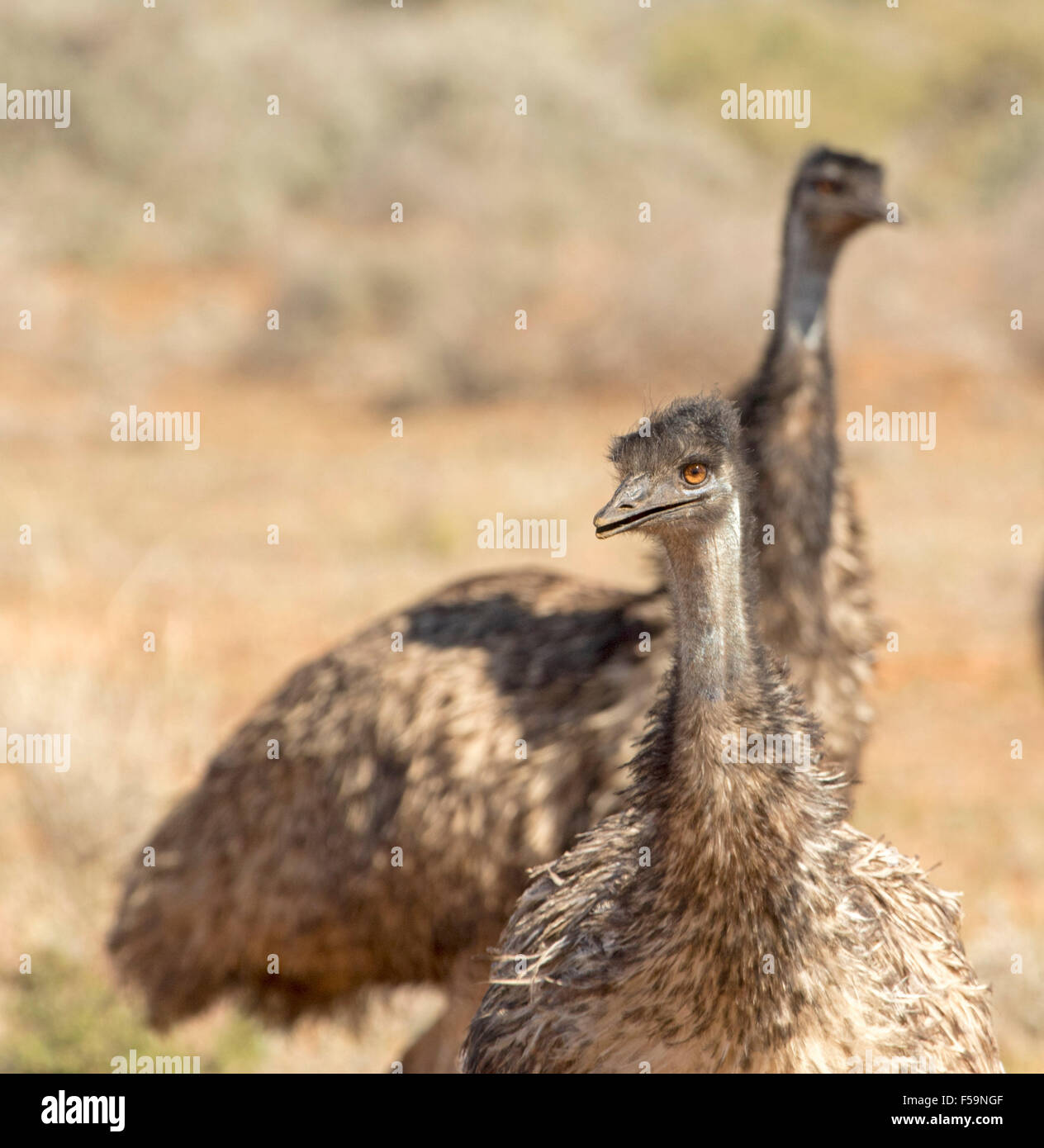 Two emu hi-res stock photography and images - Alamy