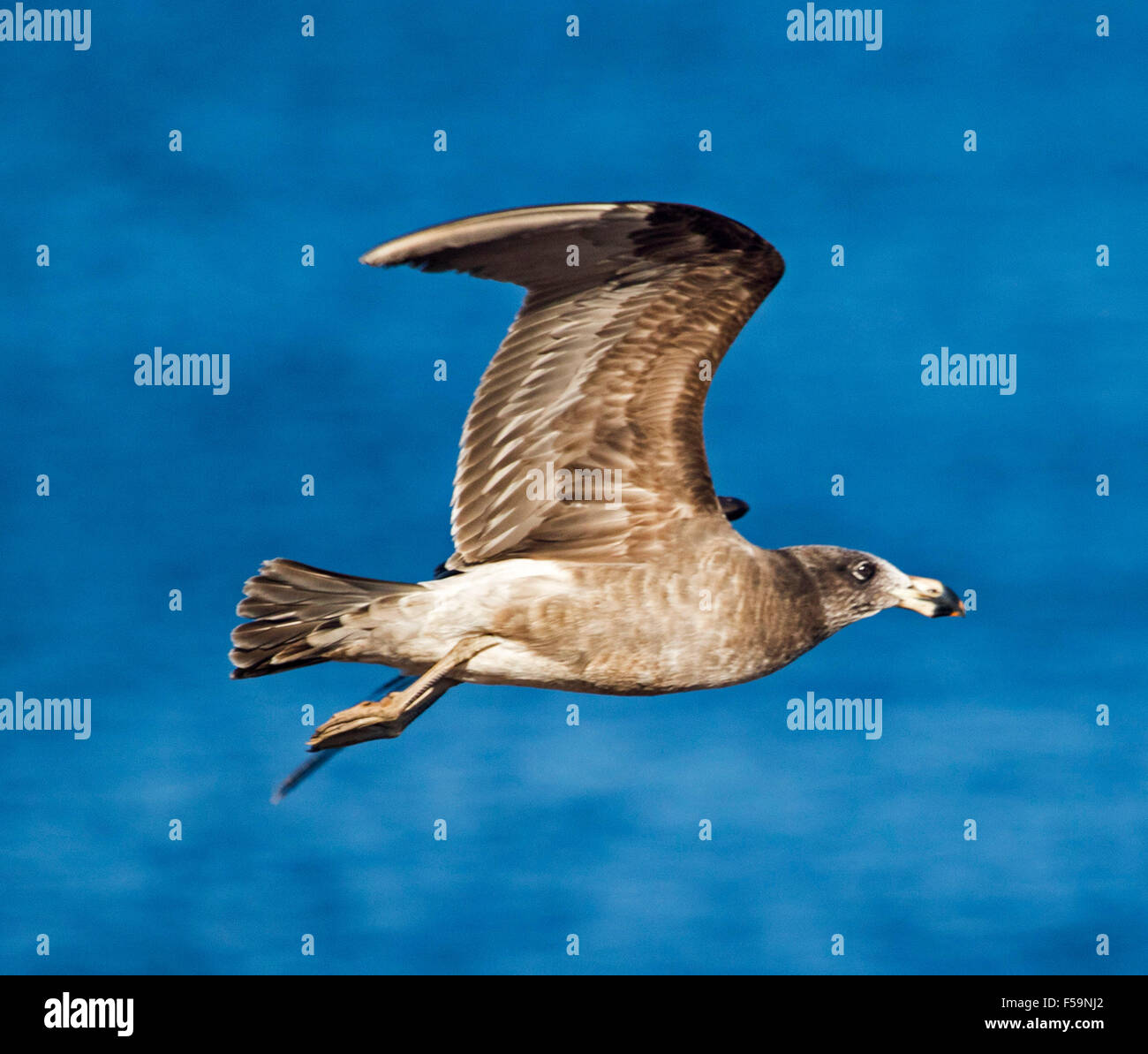 Juvenile or immature Pacific gull, Larus pacificus, in flight against ...