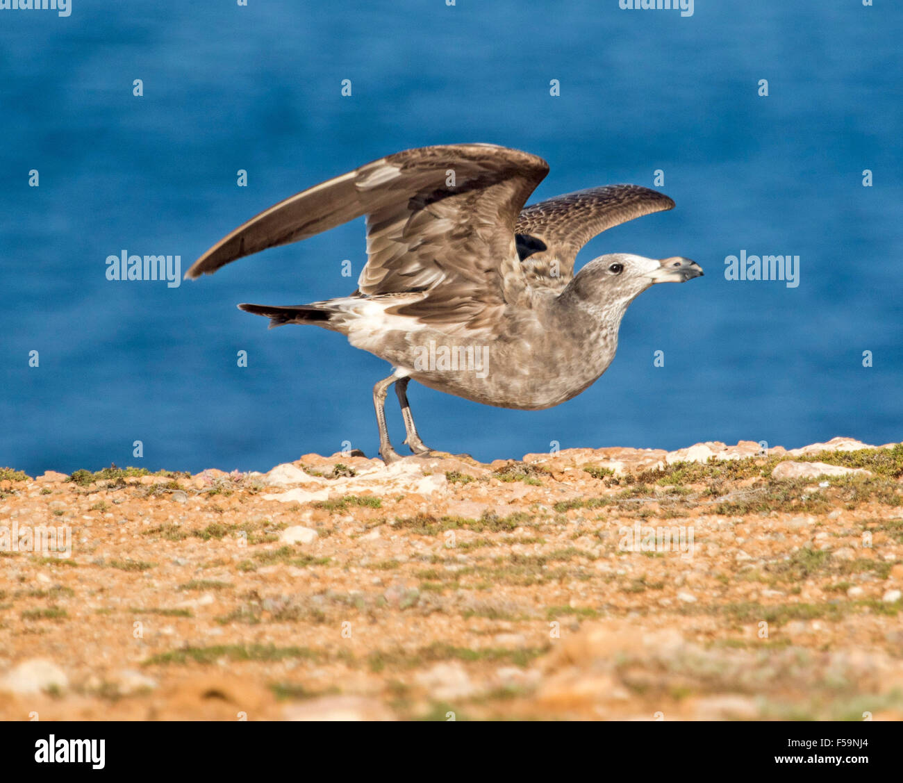 Pacific gull larus pacificus hi-res stock photography and images - Alamy