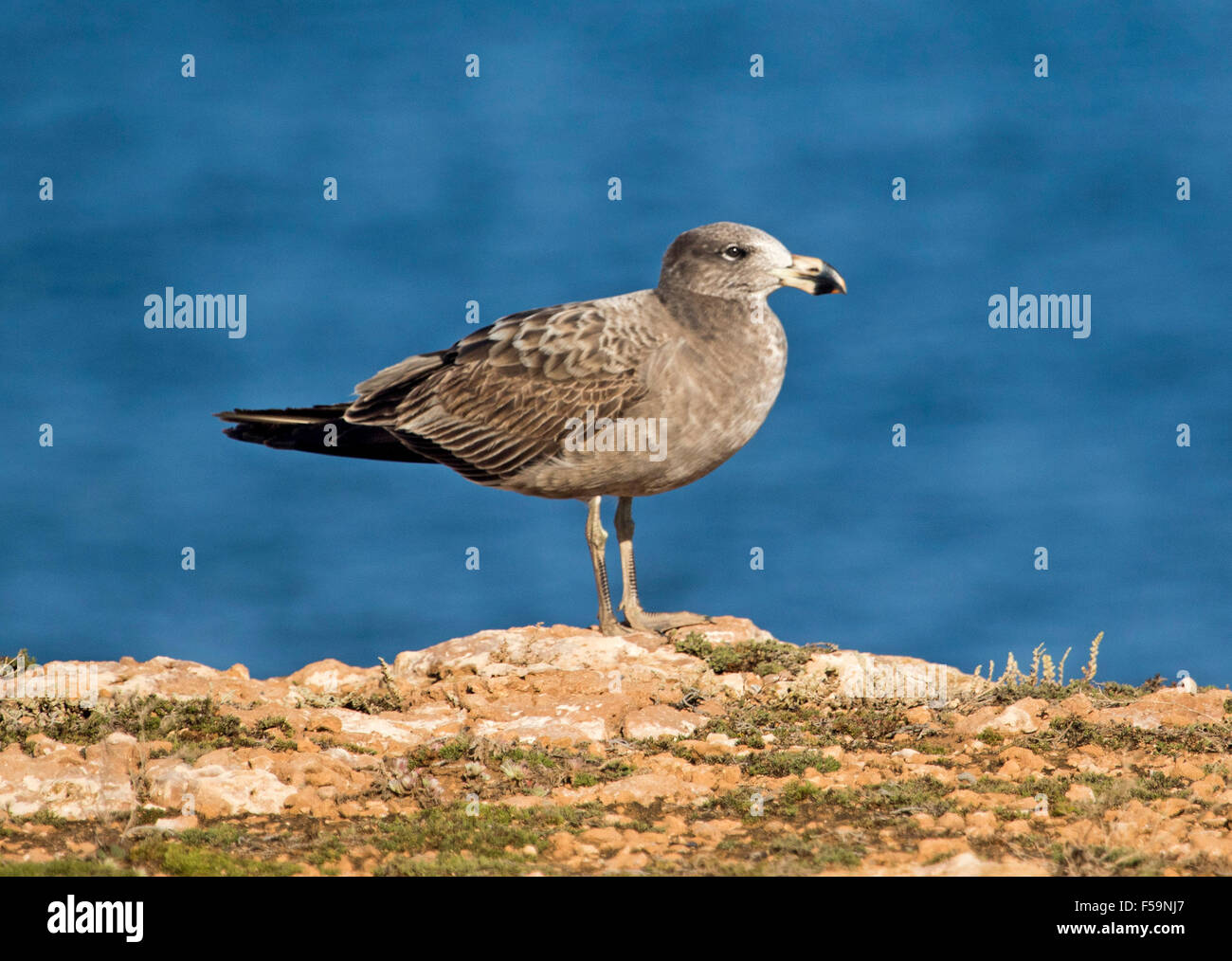 Juvenile or immature Pacific gull, Larus pacificus, with grey plumage ...