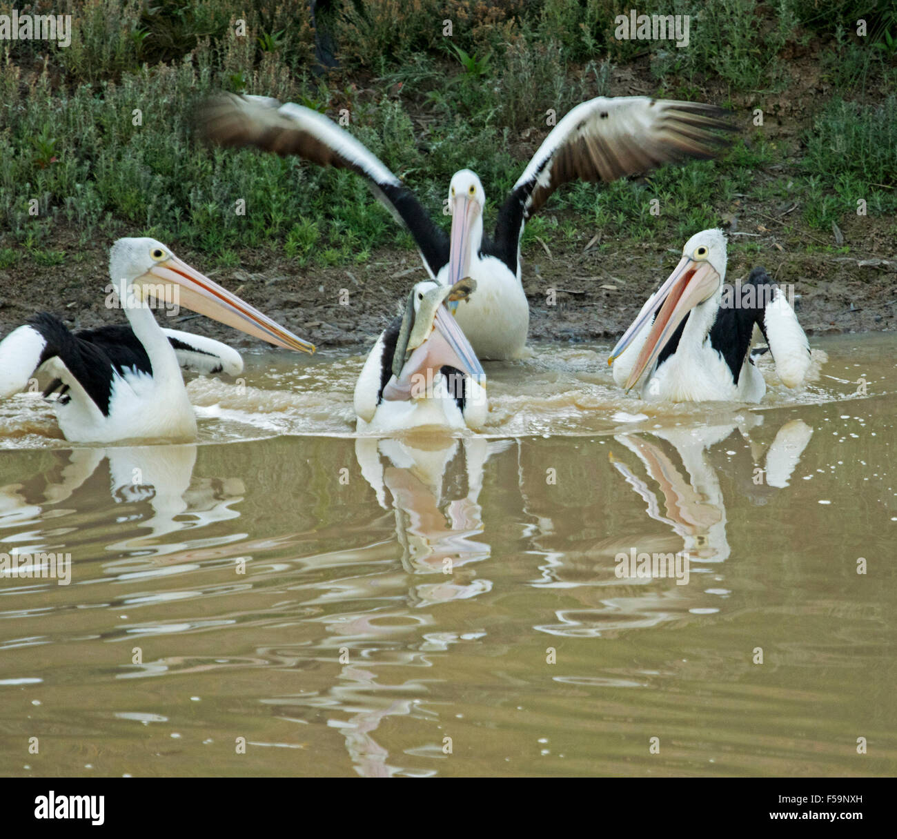 Group of pelicans fishing, one with fish in bill others in aggressive ...