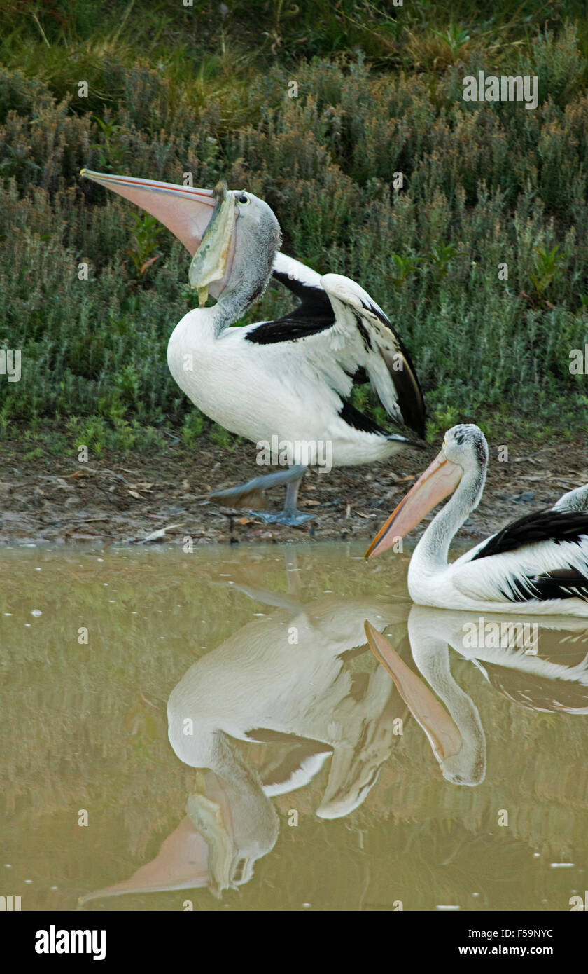 Australian pelican, fish hi-res stock photography and images - Alamy
