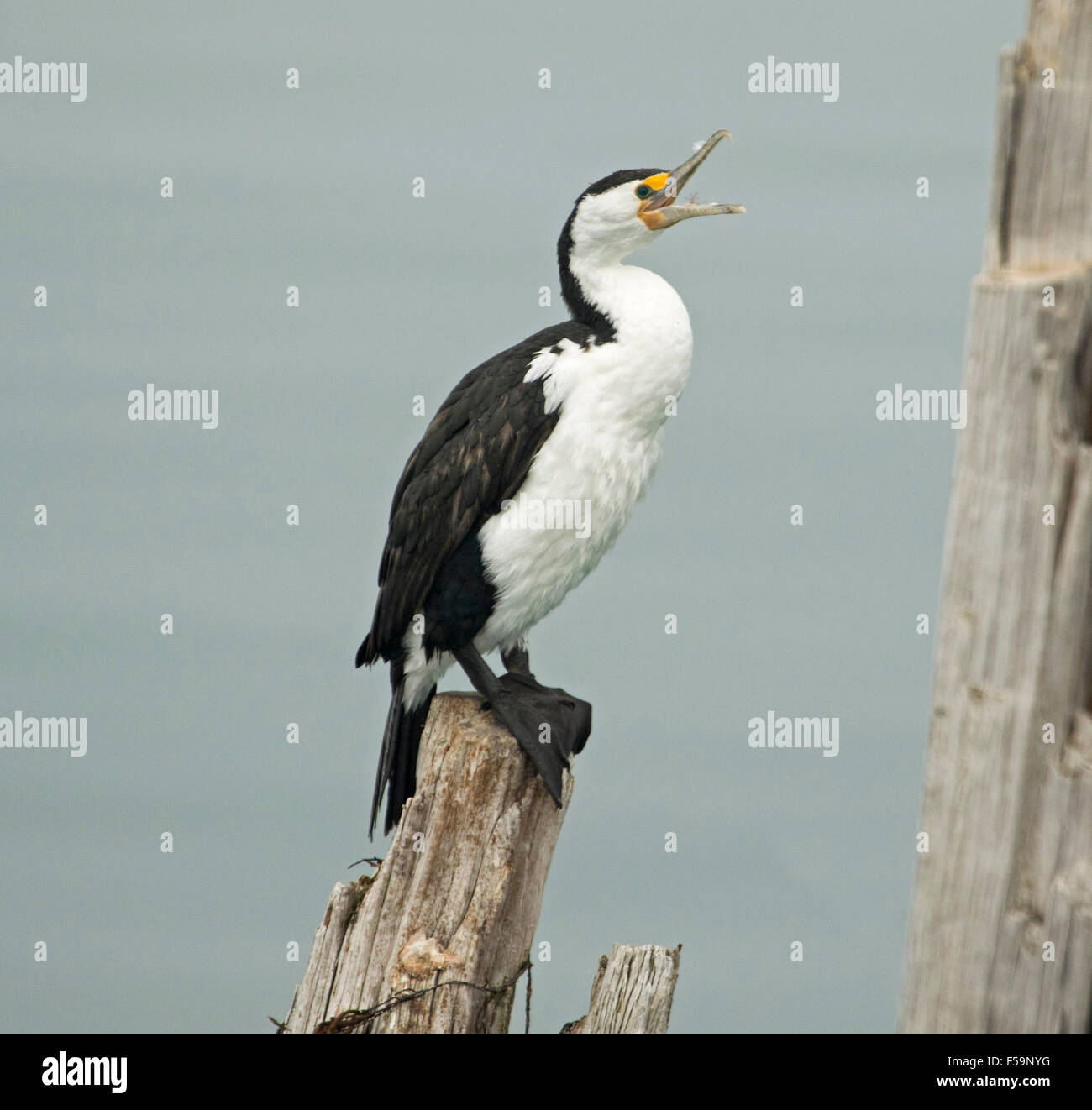 Cormorants feet hi-res stock photography and images - Alamy