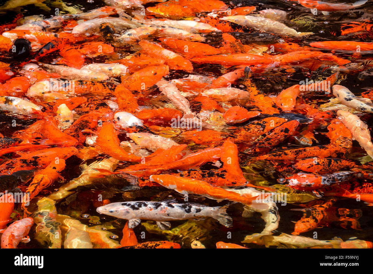Carp Fish Texture Background Pattern Stock Photo - Alamy