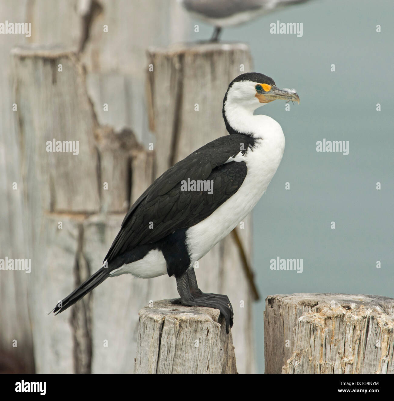 Pied cormorant, Phalacrocorax varius, with immaculate black & white ...