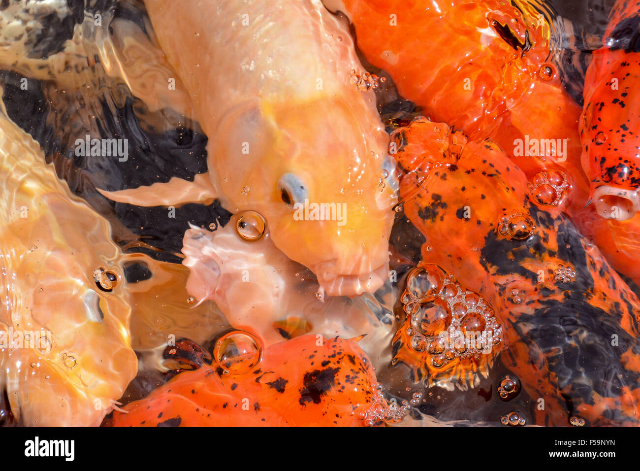 Carp Fish Texture Background Pattern Stock Photo - Alamy