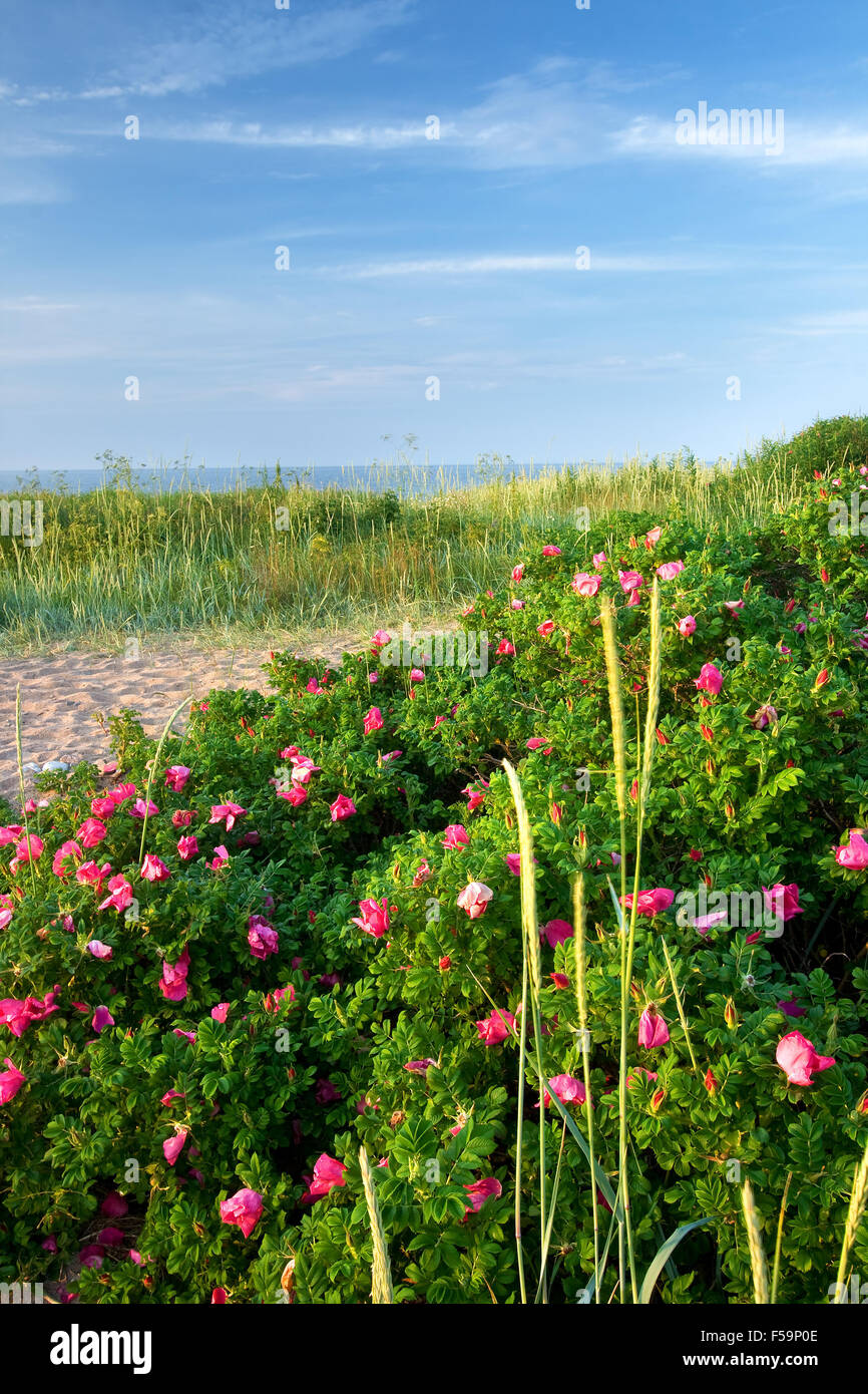 Dog roses in sunset light Stock Photo - Alamy