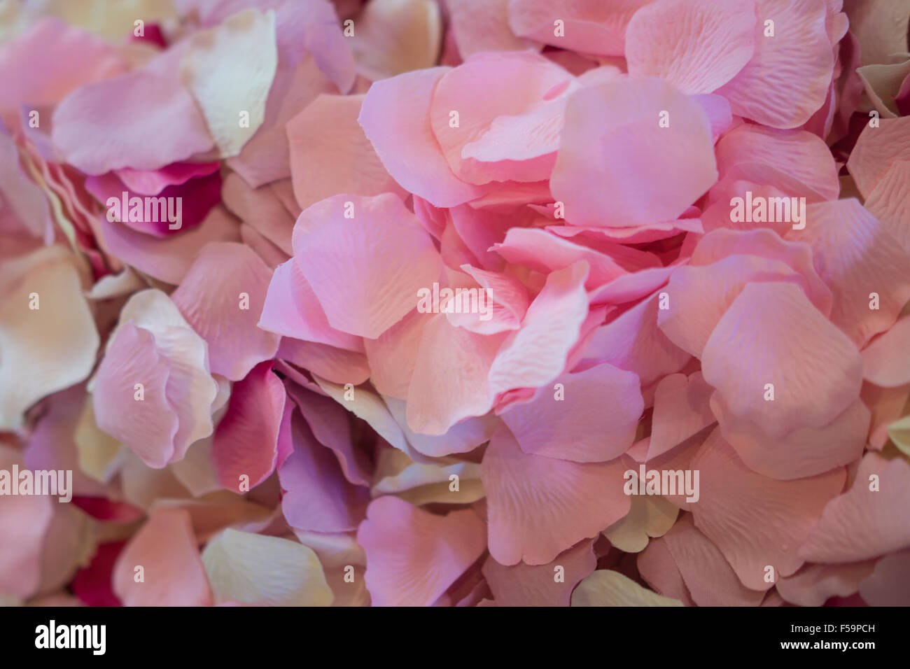 Pile of pink rose petals in preparation for a wedding ceremony Stock ...