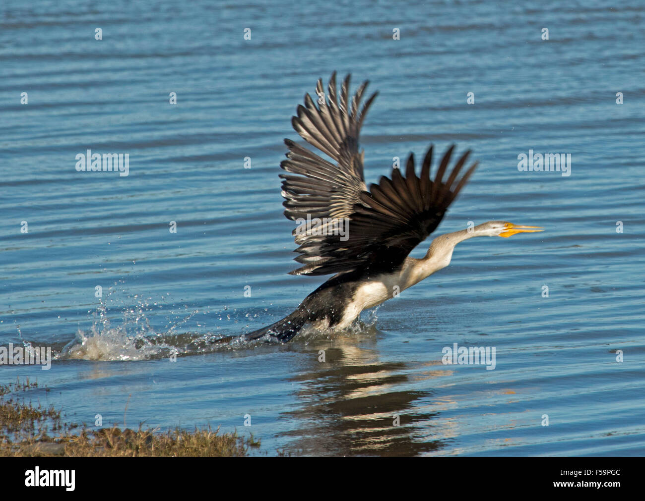 Snake neck bird hi-res stock photography and images - Alamy