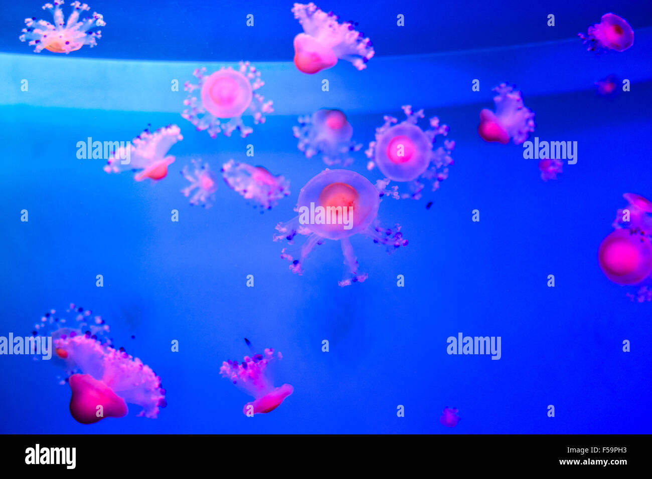 Jellyfish Dangerous Poisonous Medusa Stock Photo - Alamy