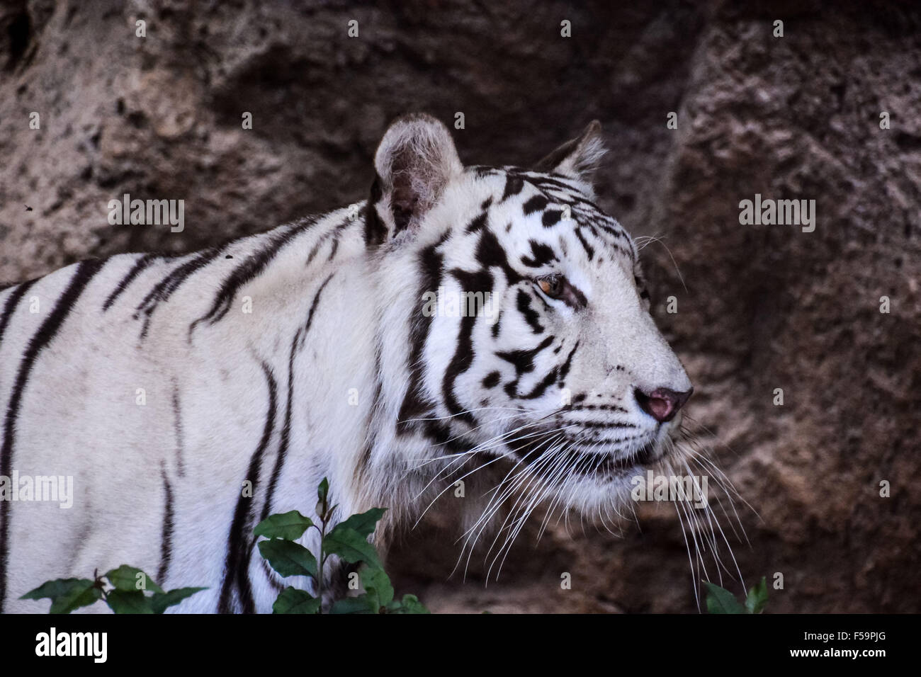 Rare White Striped Wild Tiger Stock Photo - Alamy